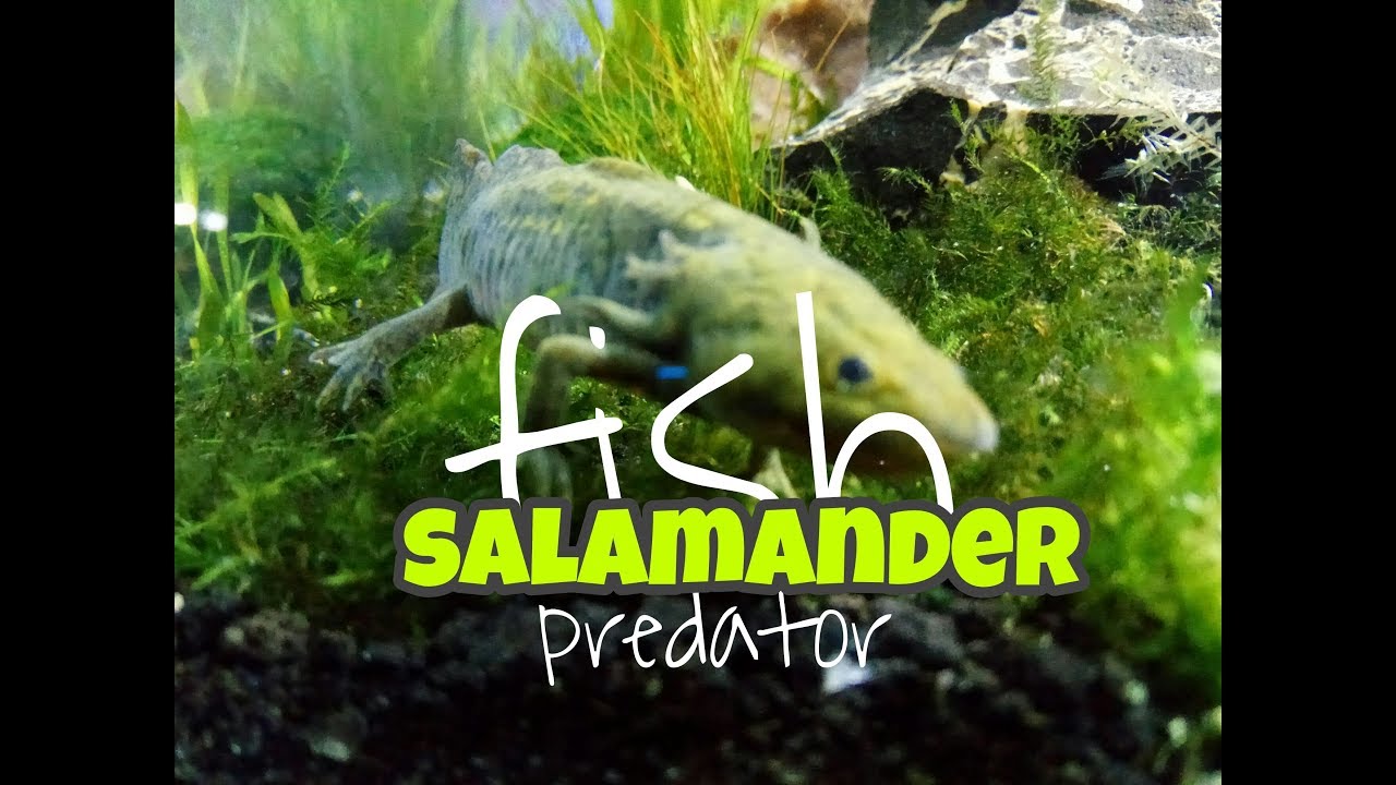 Salamander fish - YouTube
