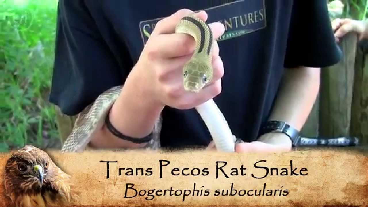 Meet Mr. Nosy Peepers - The Trans Pecos Rat Snake! - YouTube