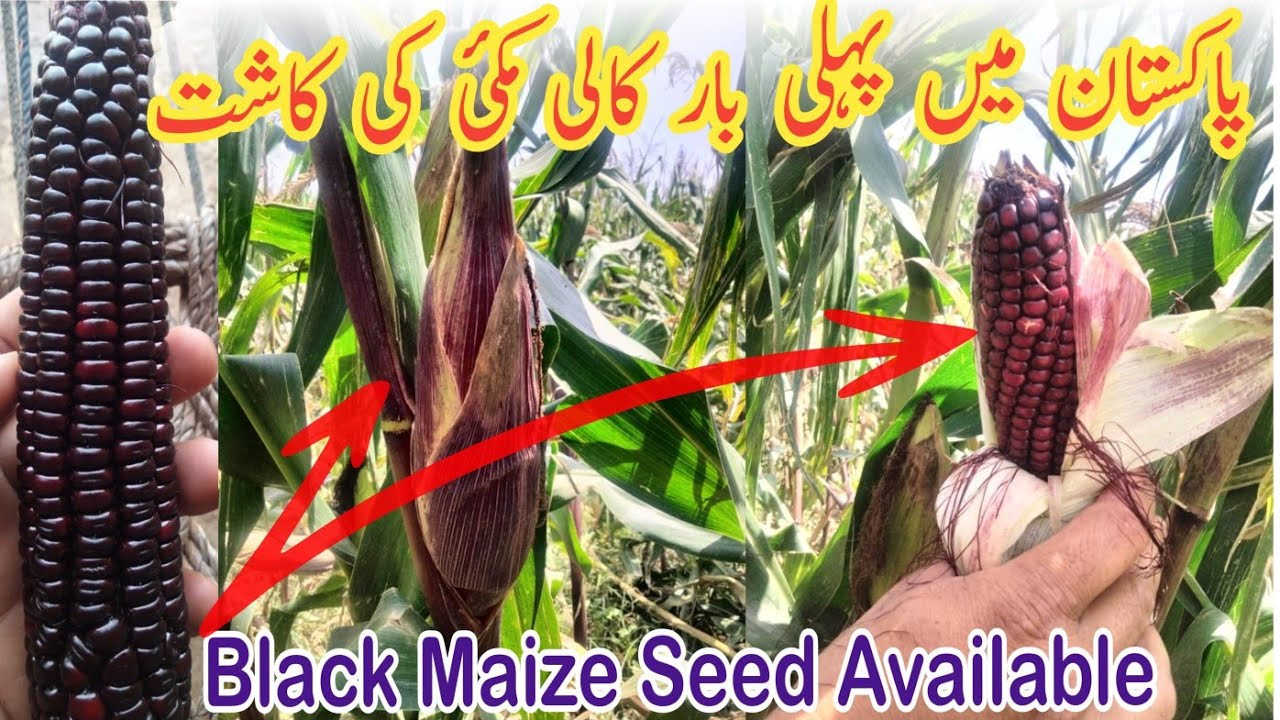Black corn cultivation in Pakistan | Black Maize ready for harvesting ...