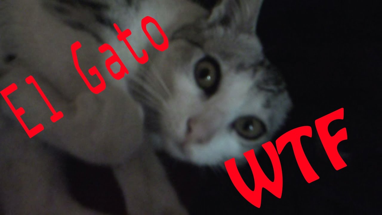 El Gato WTF - YouTube