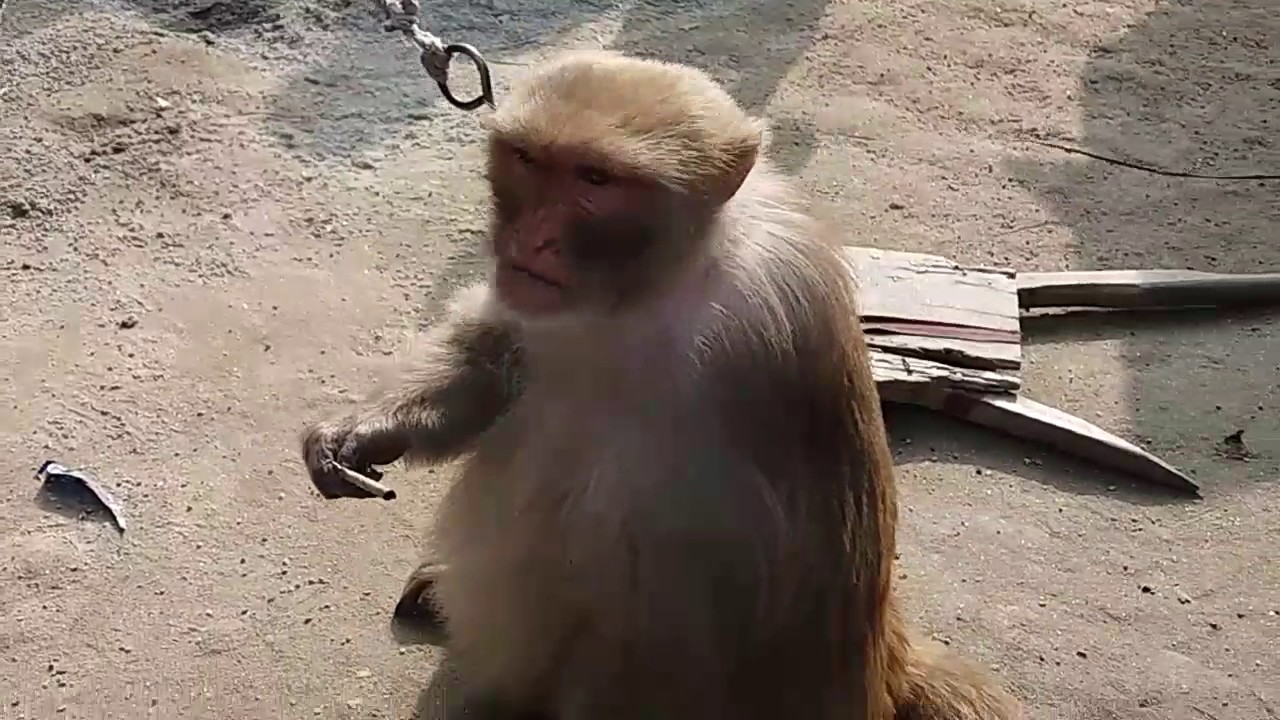 Smoking monkey - YouTube