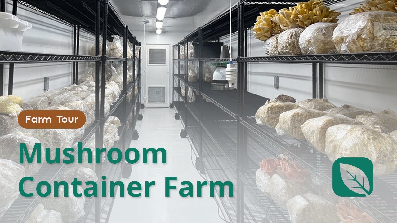 Mushroom Container Farm Tour - YouTube