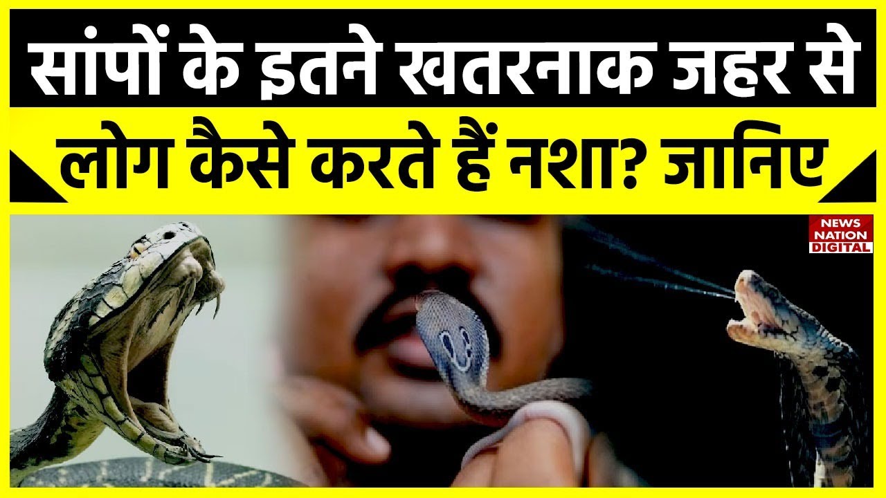 Elvish Yadav Snake Venom Case: सांप के जहर से कोई नशा कैसे करता है ...