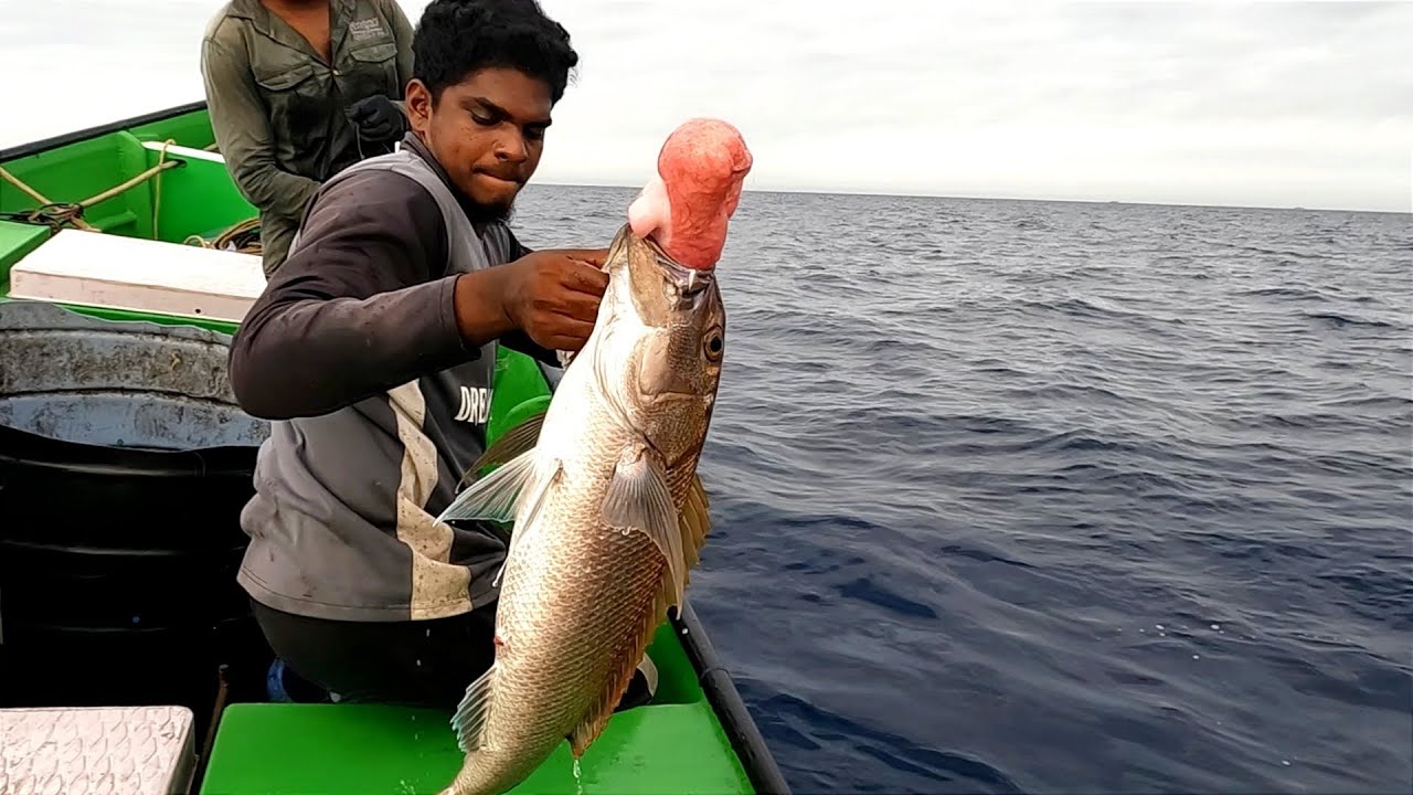 Catching Barracuda Fish, Marine Cat Fish & Giant Trevally Fish in the ...