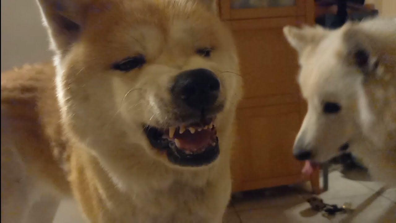 talking dogs grumpy AKITA VS SHEPHERD - play fight - YouTube