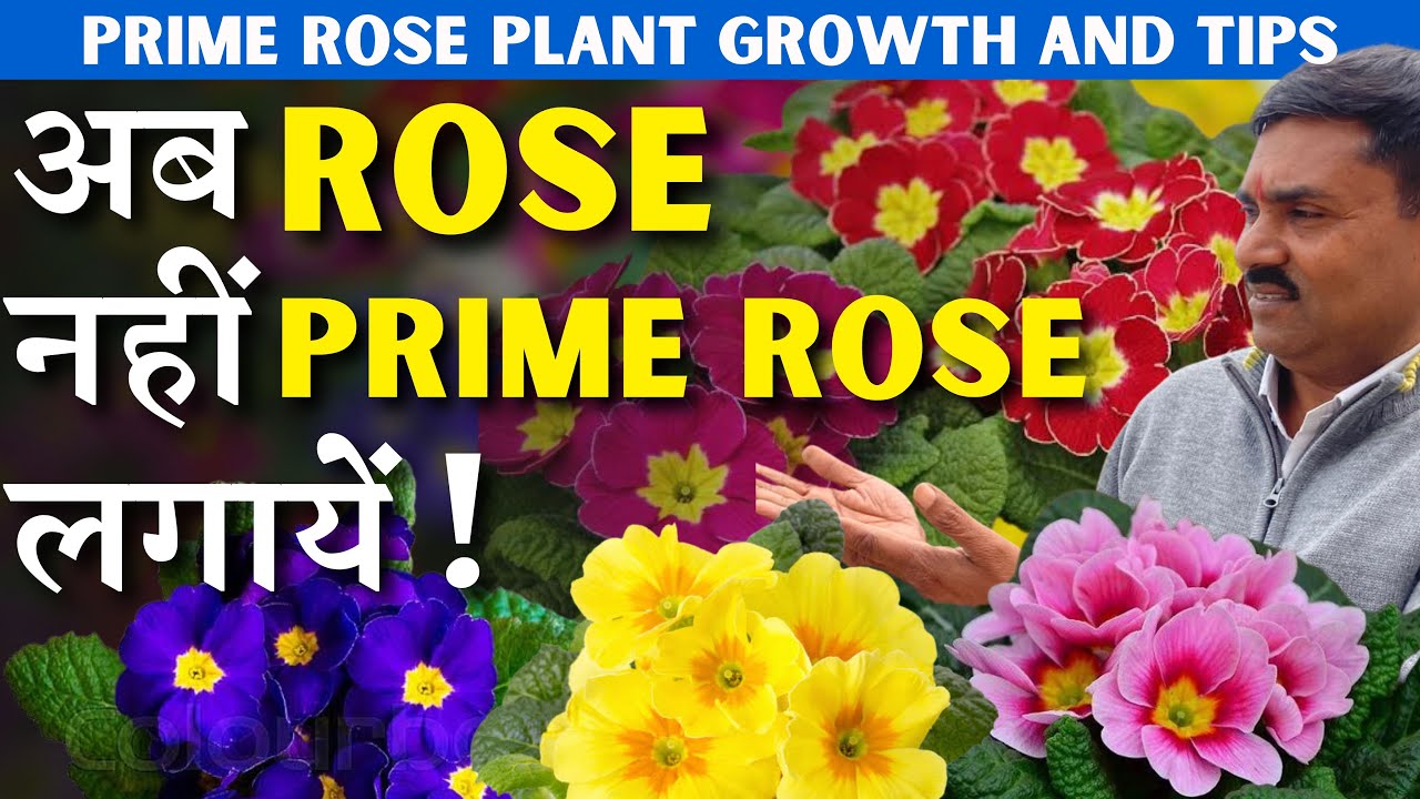 अब Rose नहीं Prime Rose लगायें || Prime Rose plant Growth tips and ...