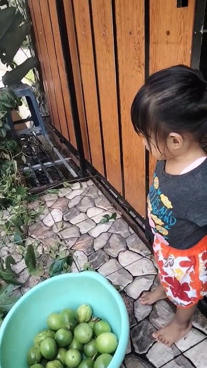 Panen Buah Markisa Depan Rumah #markisa #panen #panenbuah #fypシ #home #homesweethome #anakanak # ...
