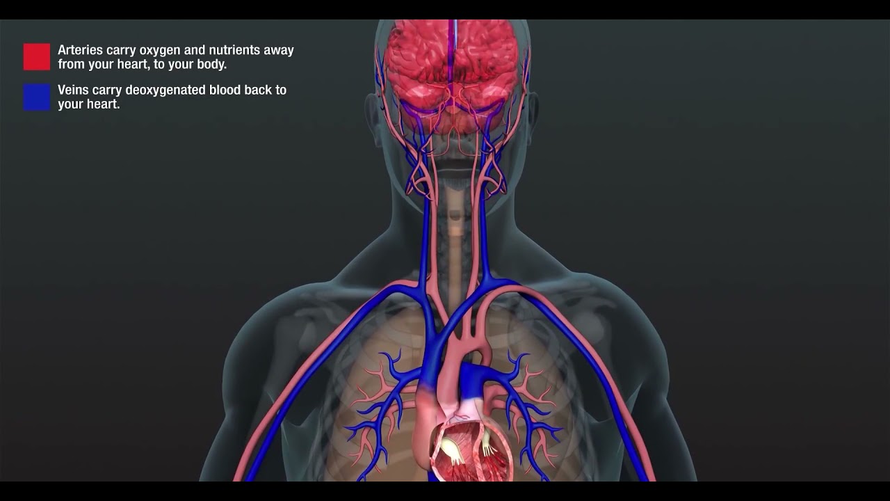 CPR Given 3d Animation - YouTube