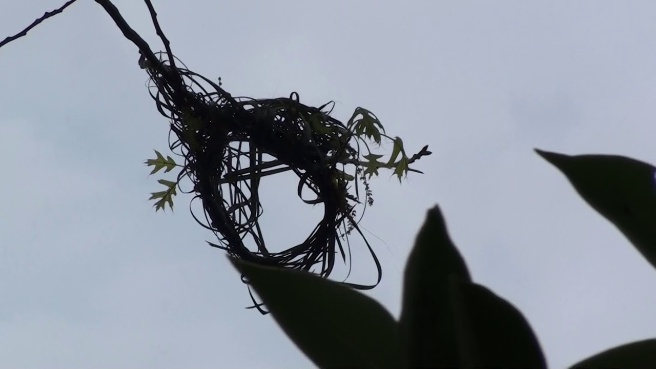 Bird building a nest from a tree branch - part 3 - YouTube