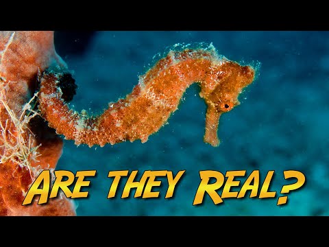 Seahorses and Pipefish!  Do they really exist?