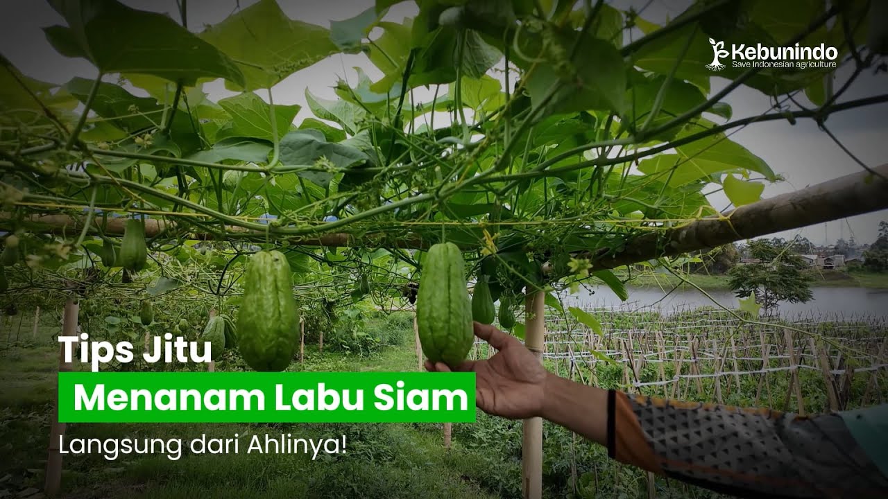Tips Jitu Menanam Labu Siam Langsung dari Ahlinya! - YouTube