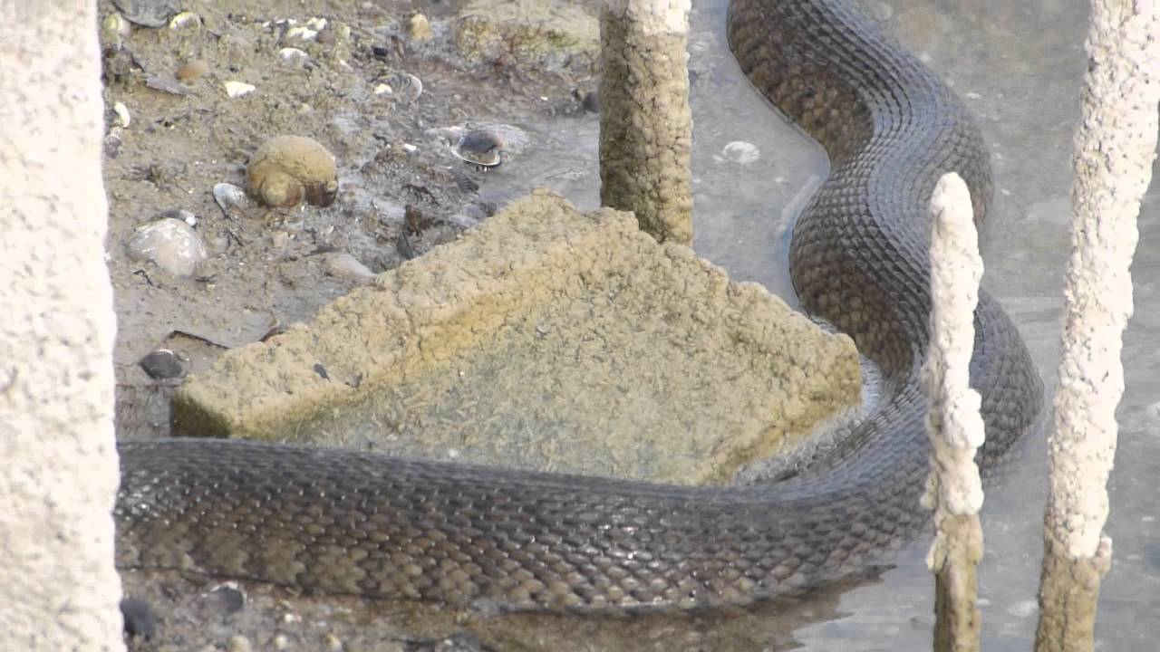 VERY Large Water Snake at Five Canal House, Cape Coral, FL - YouTube