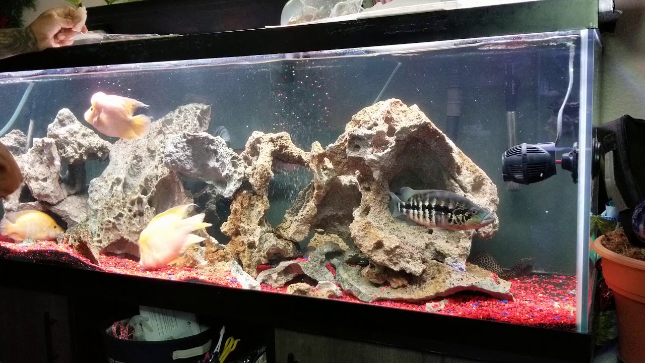 Freshwater Predator tank feeding - YouTube