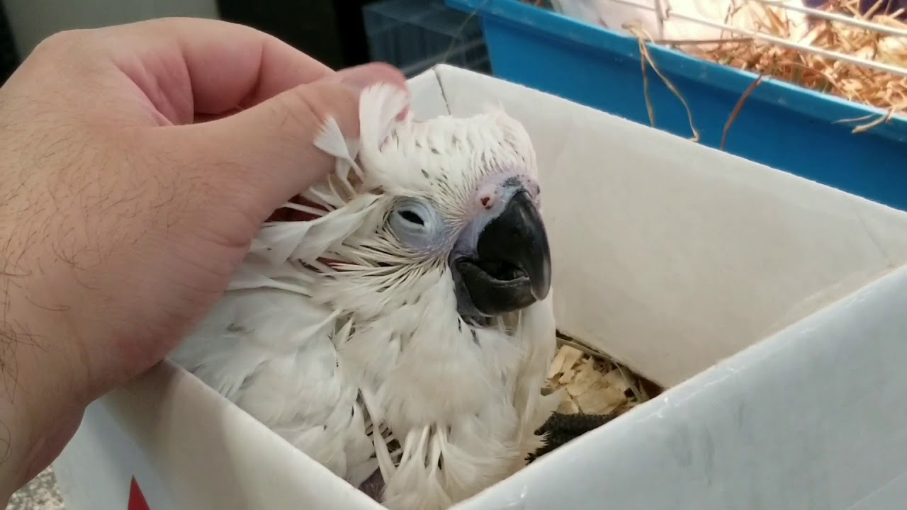 Baby Cockatoo enjoying Cuddles! - YouTube