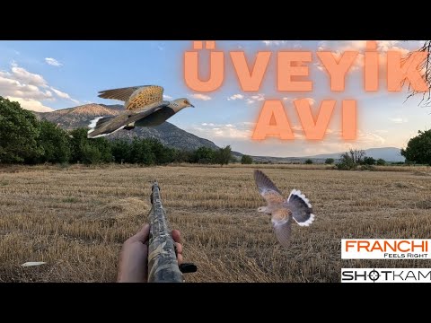 2025-26 Av Sezonu Üveyik Avı ‐ Turtle Dove Hunting -HD- #gopro#shotkam#üveyikavı#turtledoves#hunting