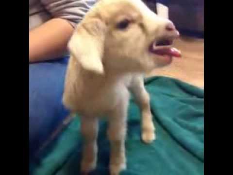 Cutest Baby Goat scream (kid) - YouTube
