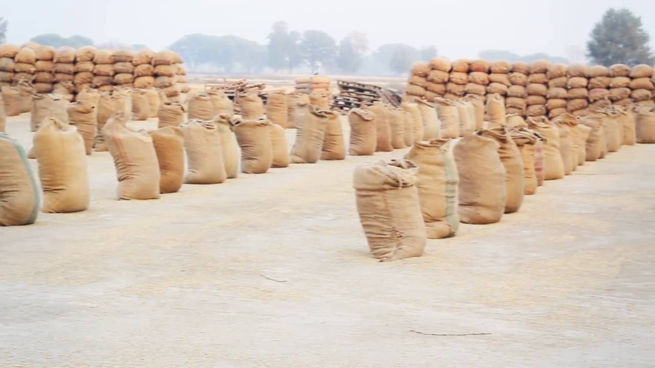 Dhaan - A Documentary about the Rice crop in Pakistan - YouTube