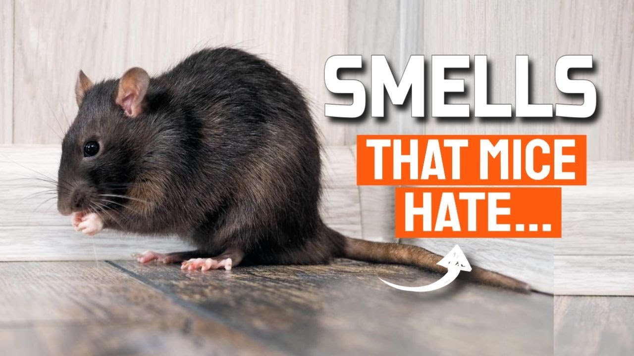 9 SMELLS That Mice HATE 🐀 (How To Use Them) - YouTube