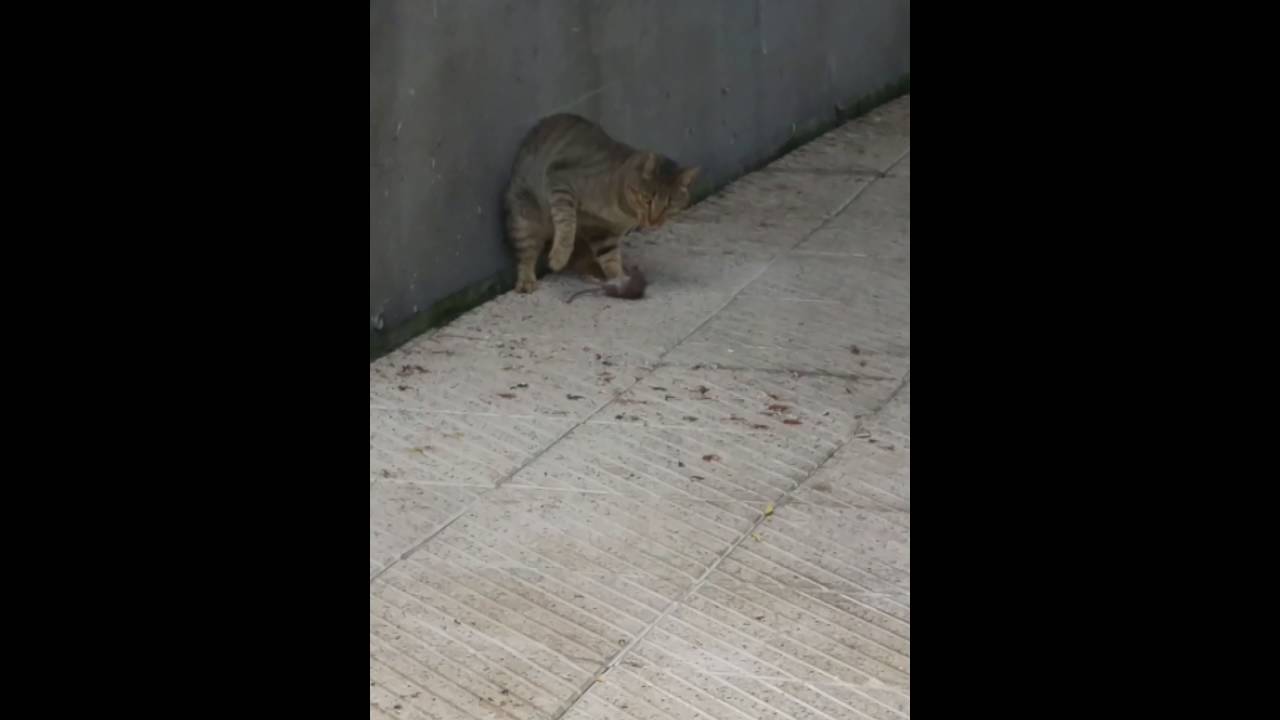 Pelea entre gato y ratón. La "caSó" . - YouTube