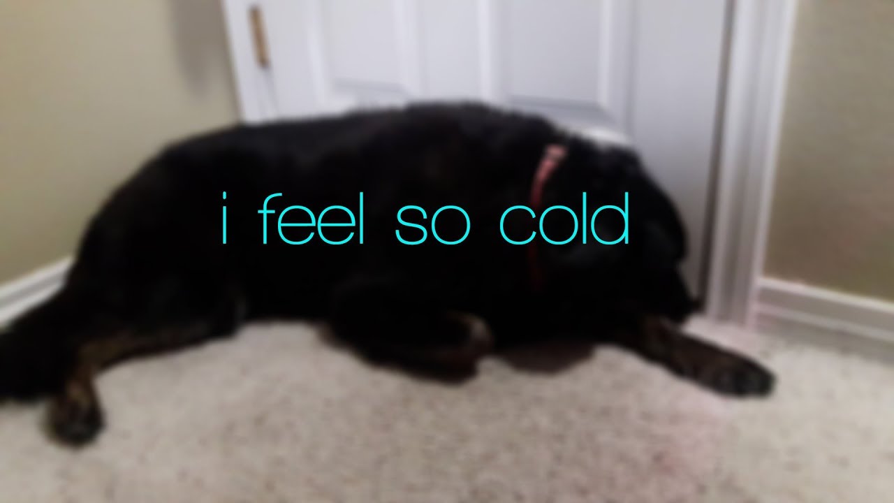 Rei Brown - I feel so cold [COVER] - YouTube