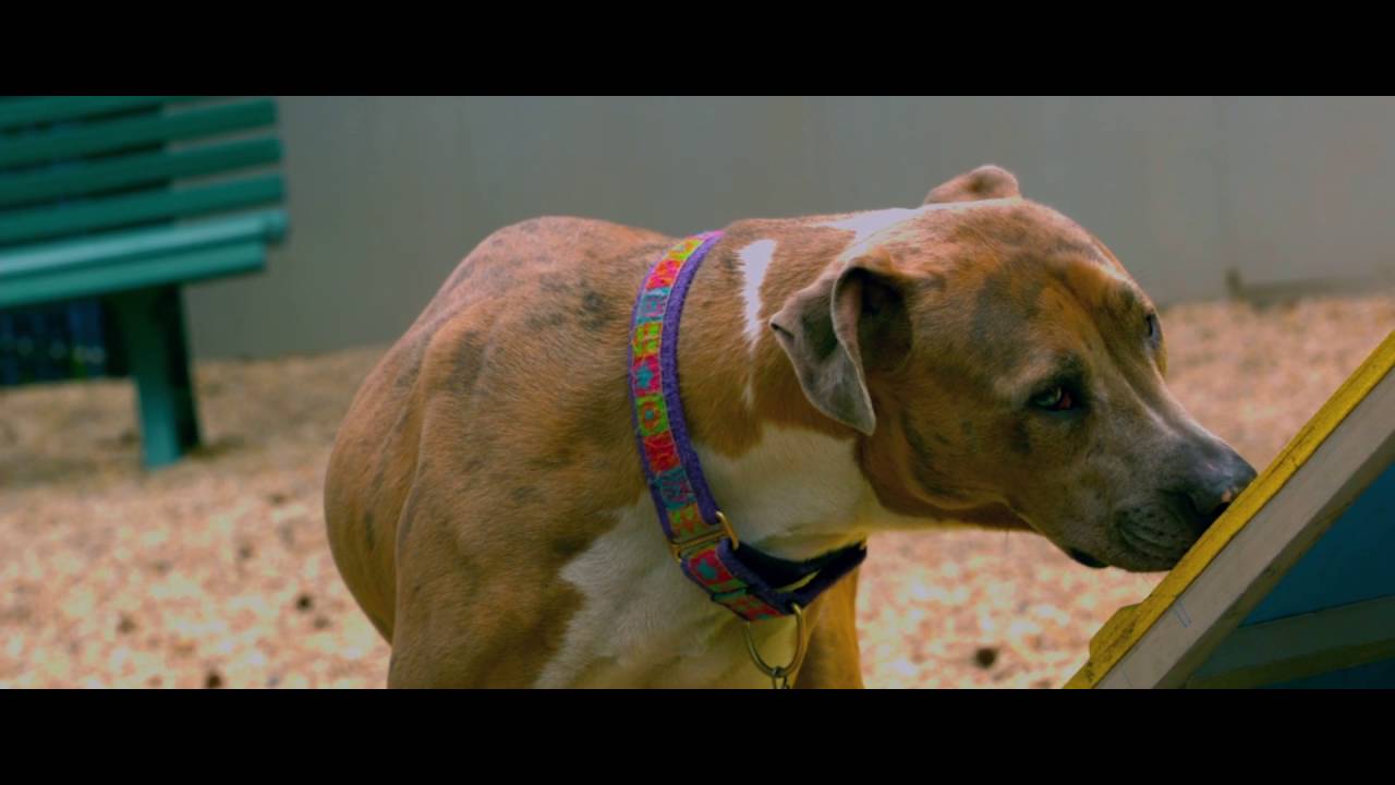 How Are Drug Dogs Trained And How Reliable Are They Nebraska how-are-drug-dogs-trained-and-how-reliable-are-they-nebraska