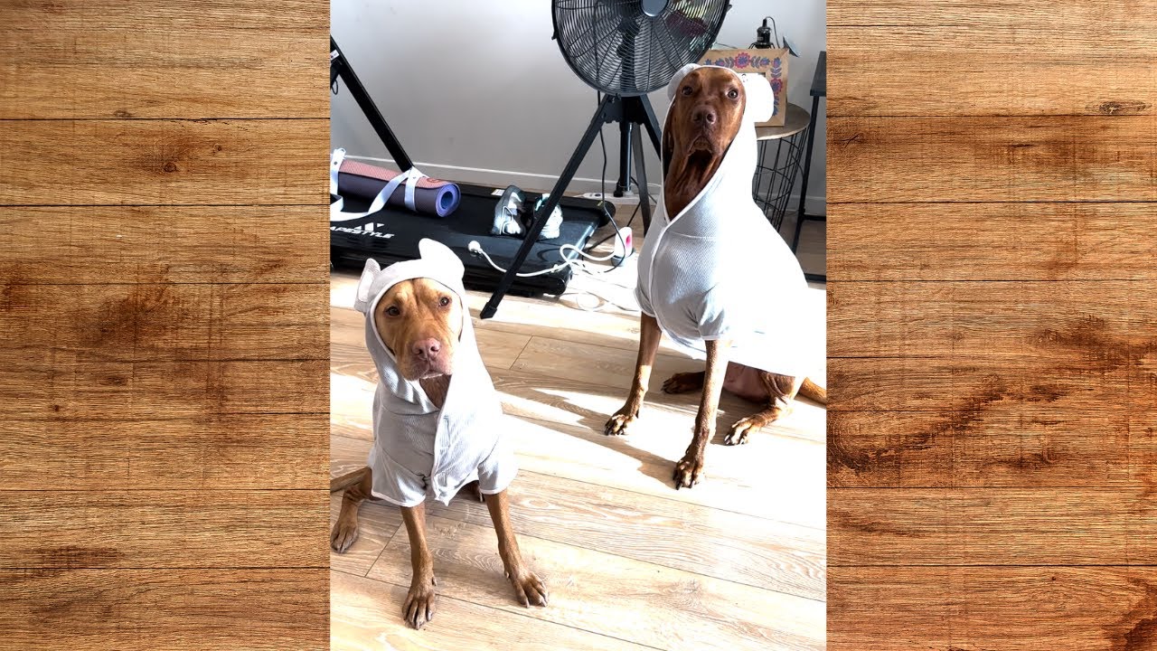 watch these clever dogs follow the sun - YouTube