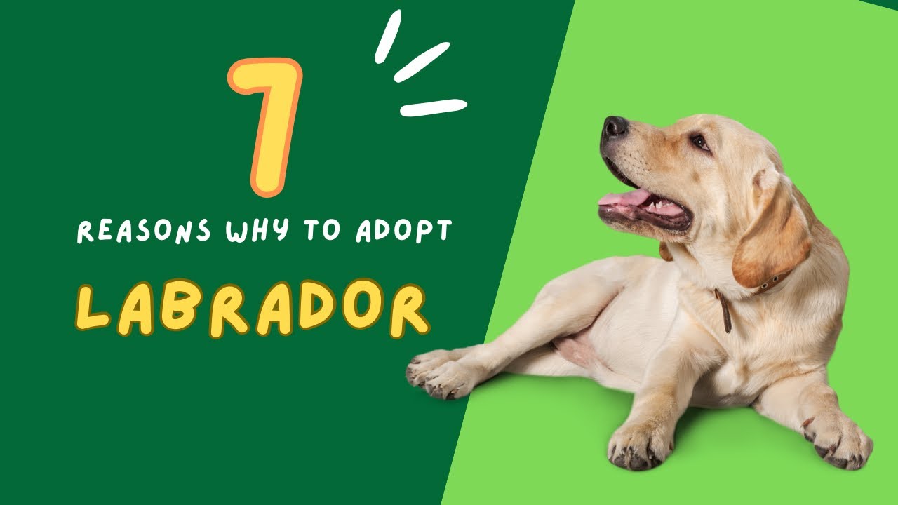 7 REASONS TO ADOPT A LABRADOR - YouTube