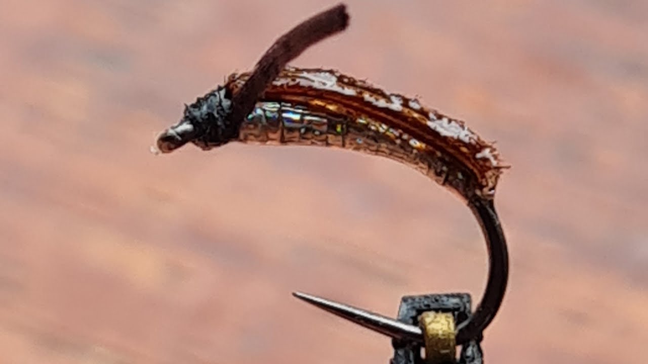 Corixa ( water boatman ) - YouTube