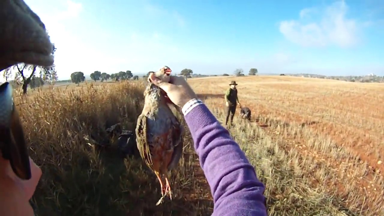Driven Partridge Shooting in Spain part 8 🐦🐦🐦 - YouTube