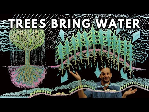 How Does Planting Trees Help Water Pollution