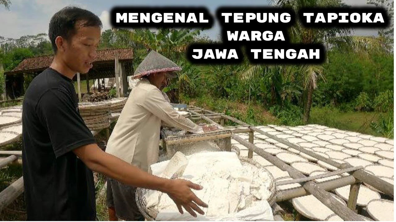 Pabrik Tepung Tapioka Cilacap, Singkong di Sulap Jadi Tepung - YouTube