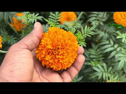 Ashoka seeds orange varieties marigold field visit Sathish Nursery