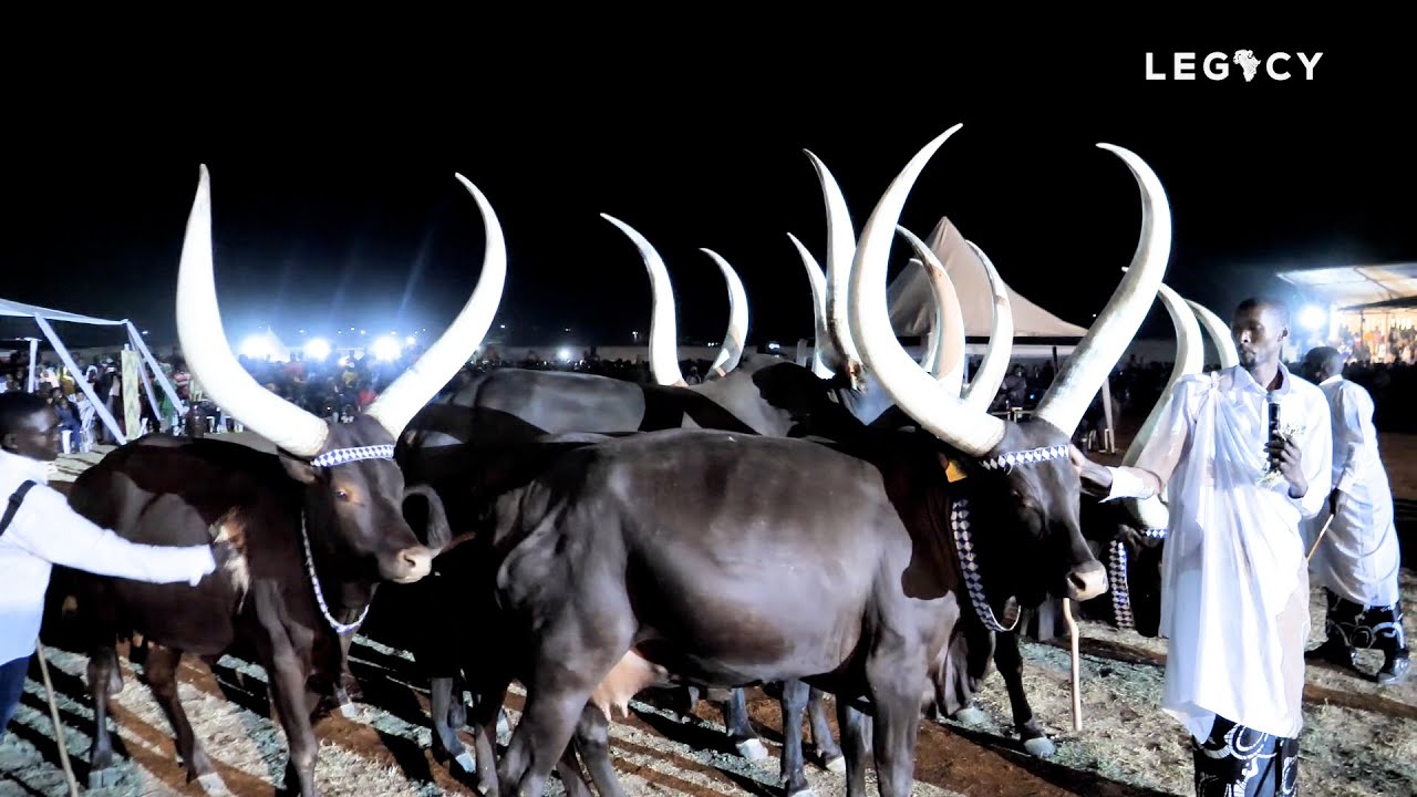 Inka z'inyambo zibyinanye n'abantu muri Stade||Barazibwira zikumva ...