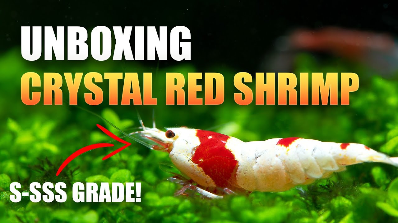 Unboxing *S-SSS* Grade Crystal Red Shrimp - YouTube