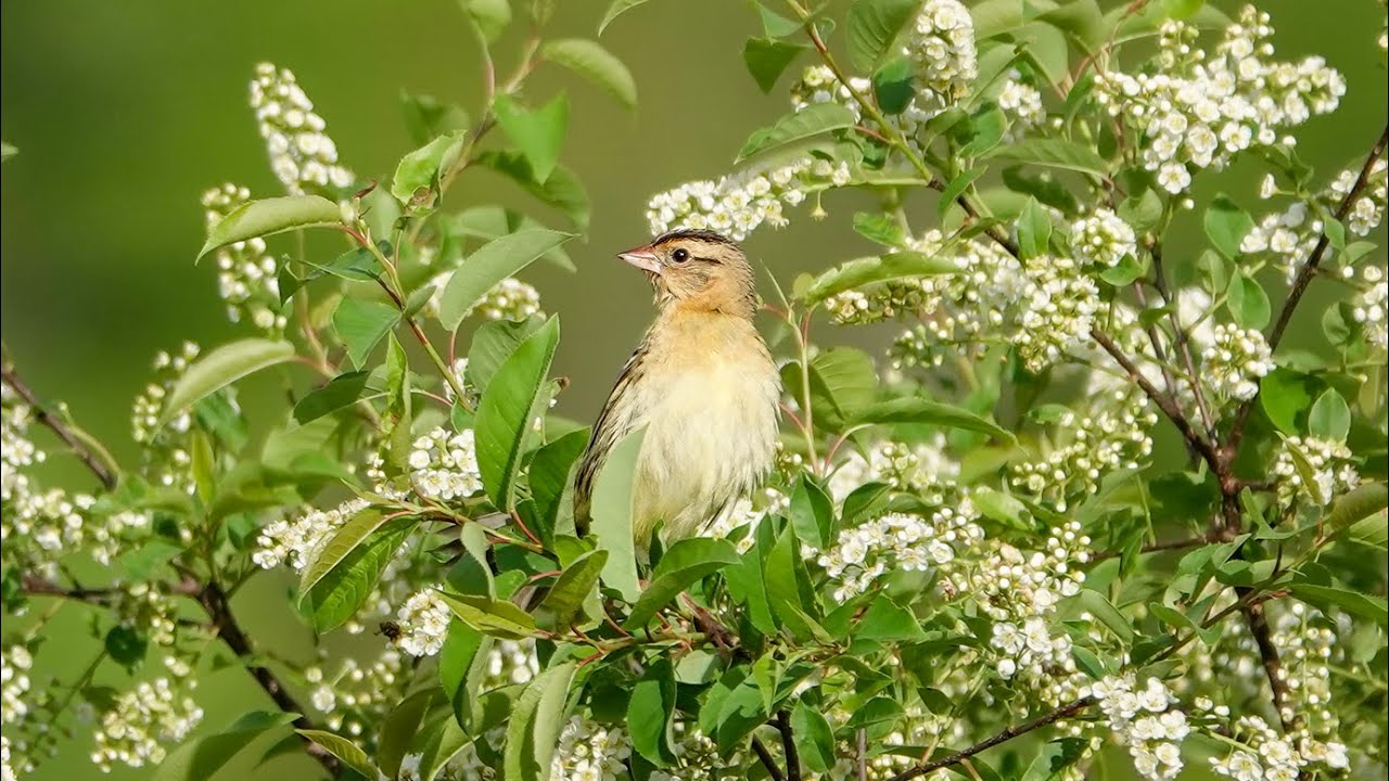 Bobolink: Female Chunk Call (3 June 2025) - YouTube