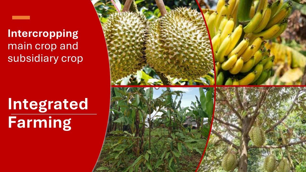 How Intercropping Work | Main crop vs Subsidiary crop, #agriculture # ...