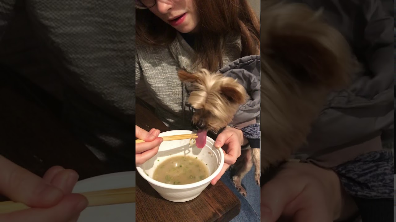 How to teach your dog to eat using chopsticks - YouTube