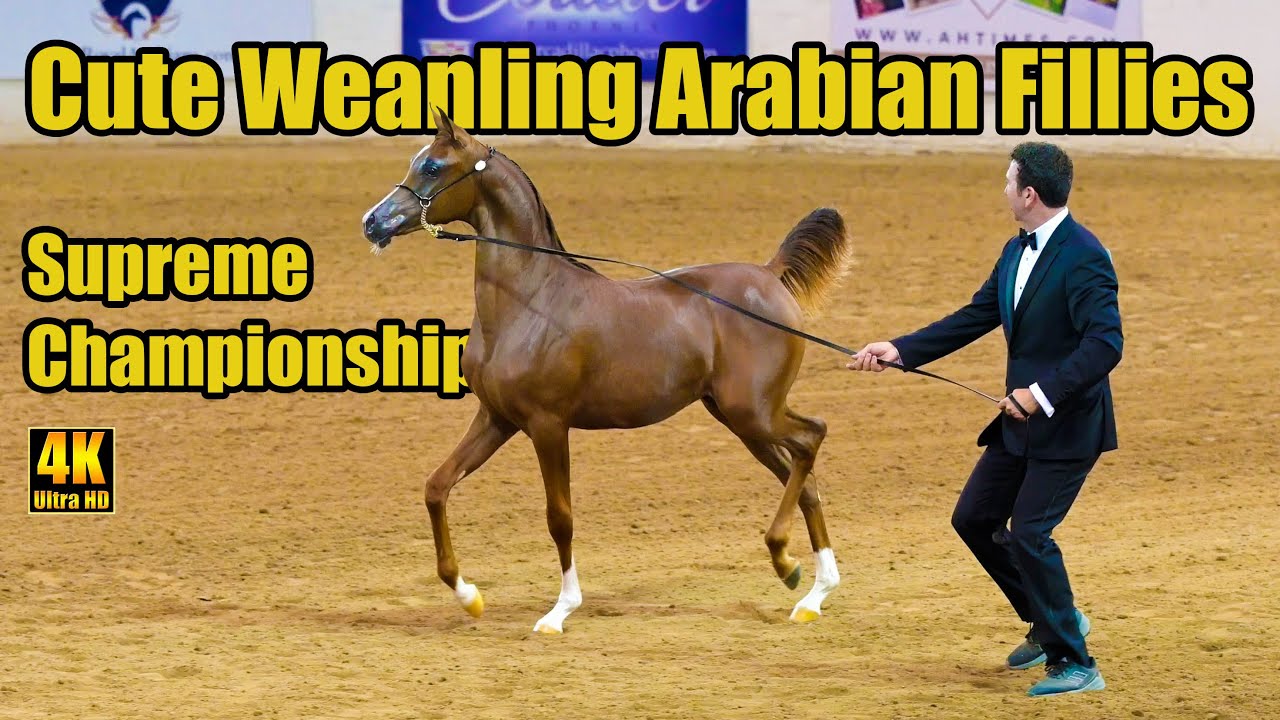Cute Arabian Horses | Weanling Fillies Supreme Champ | Arabian National ...