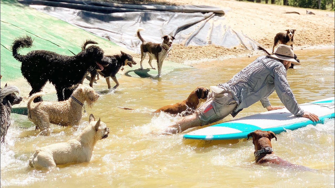 Dogs swimming after the lure in the dam with Luke on the SUP - YouTube