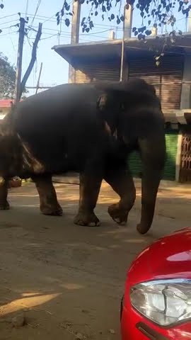 Elephant🐘 - YouTube