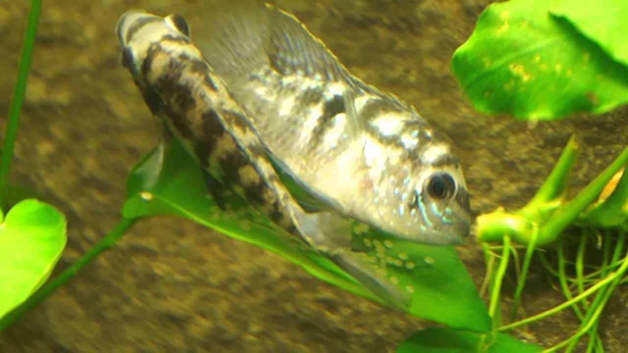 Barsche laichen - YouTube