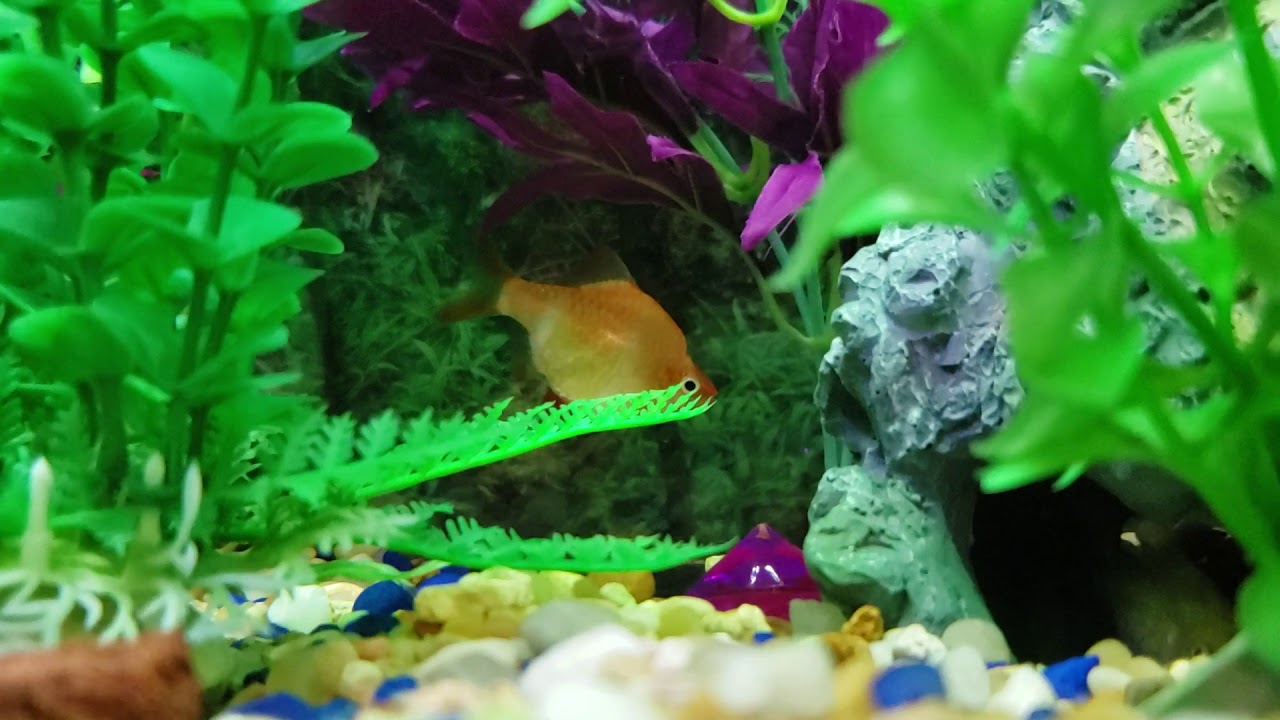 Balloon Molly fry - YouTube