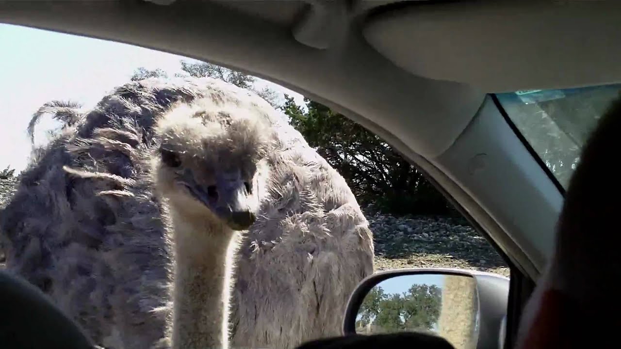 Ostrich Attack - YouTube