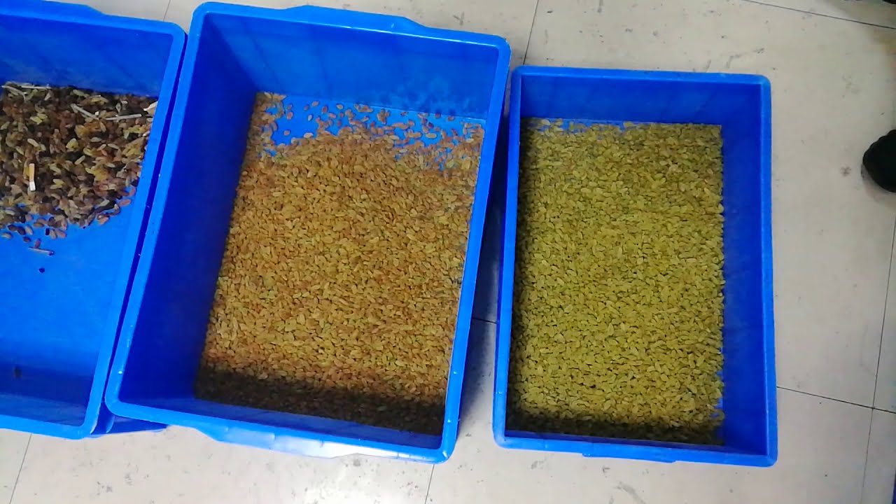 color sorting for raisin,optical sorting for grape - YouTube