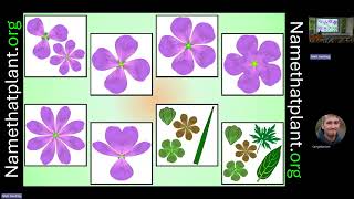 Flash talk: Namethatplant.org: a new online tool for plant identification