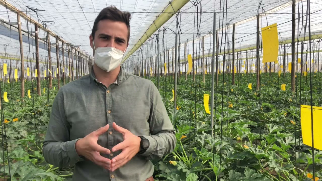 Grimsey RZ, calabacín todoterreno - YouTube