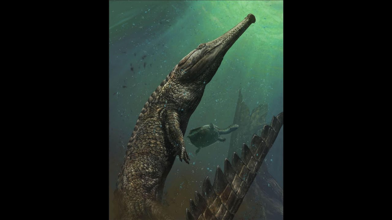 Machimosaurus growing First video - YouTube