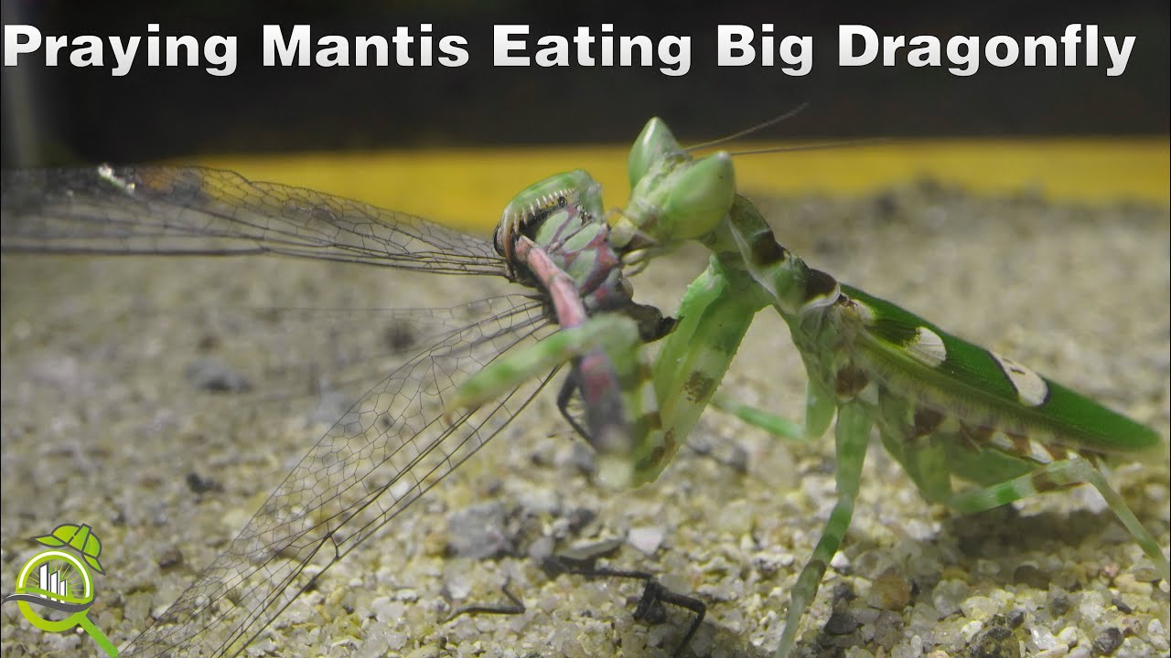 Praying Mantis Eating Big Dragonfly | TCD Small Insects - YouTube
