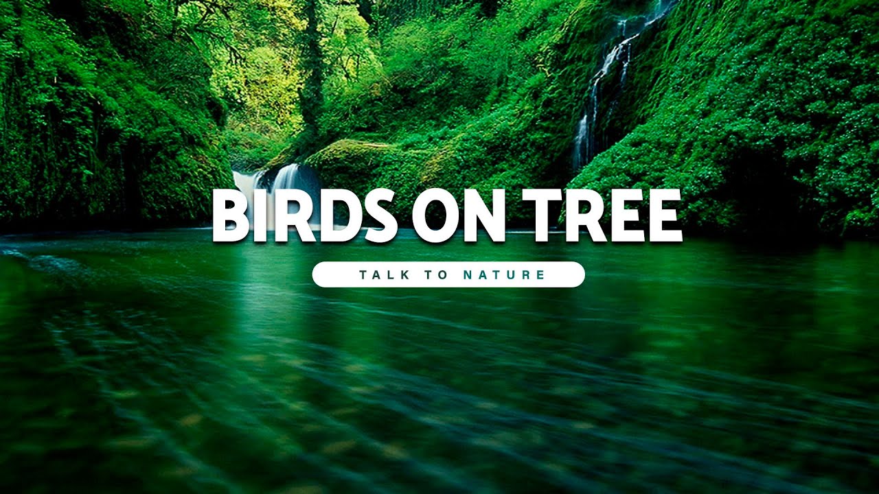 BIRDS ON TREE | RELAXING | THERAPY | TALK TO NATURE - YouTube