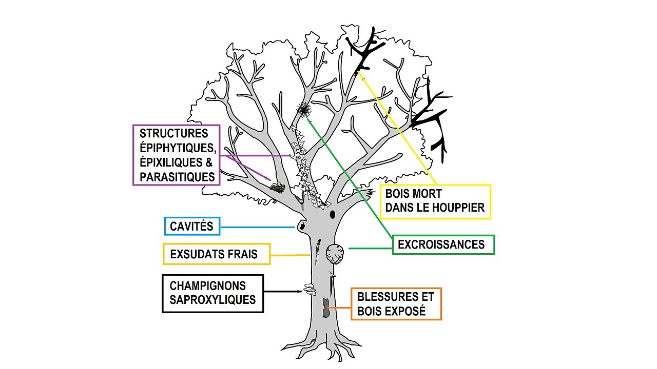 Trailer: Dendromicrohabitats - Baummikrohabitate - Tree-related ...